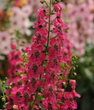 Kumpulan Nama Bunga Lengkap (Dari A-Z) Beserta Gambar dan Penjelasannya ...