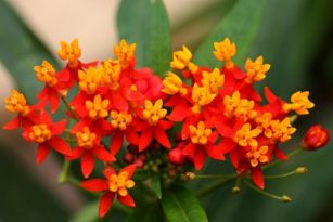 Kumpulan Nama Bunga Lengkap (Dari A-Z) Beserta Gambar dan Penjelasannya ...