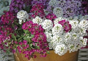 Kumpulan Nama Bunga Lengkap (Dari A-Z) Beserta Gambar dan Penjelasannya ...