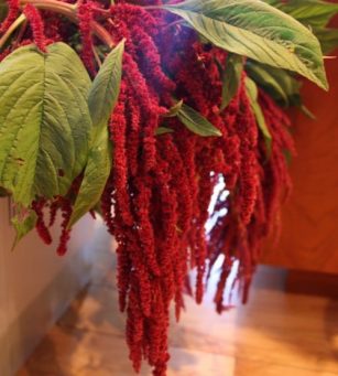 Kumpulan Nama Bunga Lengkap (Dari A-Z) Beserta Gambar dan Penjelasannya ...