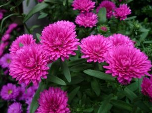 Kumpulan Nama Bunga Lengkap (Dari A-Z) Beserta Gambar dan Penjelasannya ...