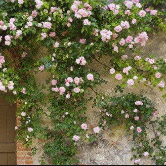 Jual Benih / Bibit Tanaman Merambat Terbaru | Bibit Online