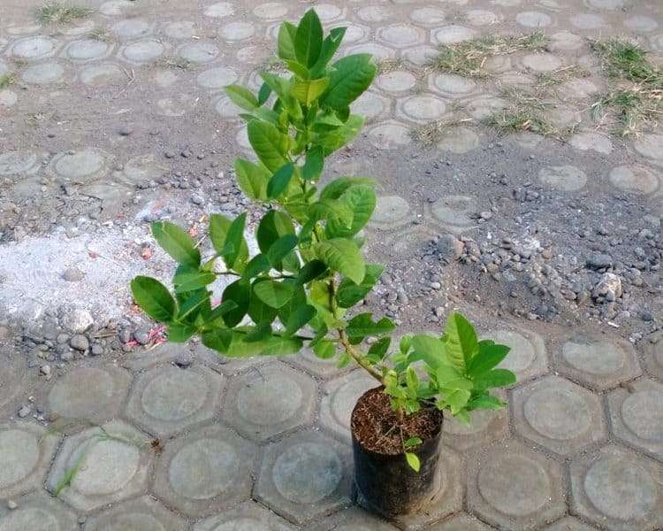 Tips Merawat Bibit Tanaman Agar Selalu Sehat dan Cepat Berbuah | Bibit ...