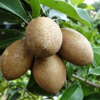 Jual Sawo | Bibit Online