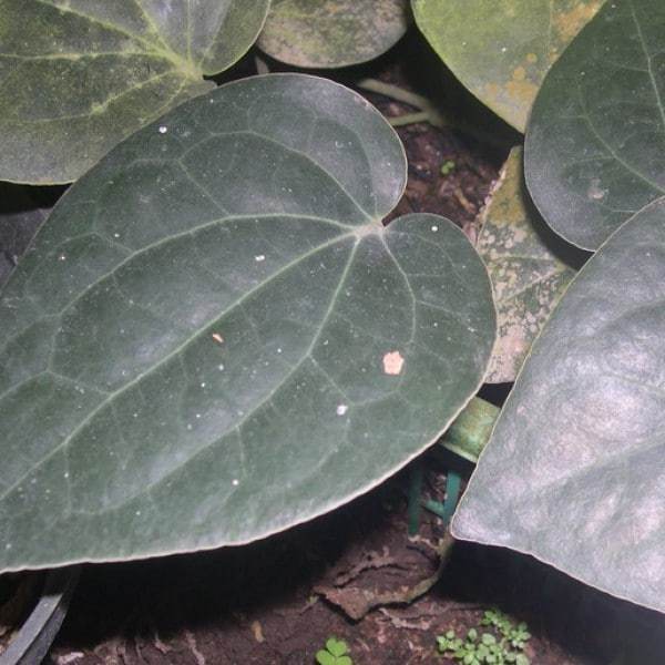 Jual Bibit Unggul Tanaman Sirih Hitam - Bibit Online