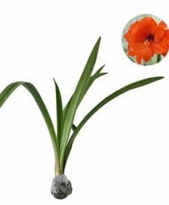 Kumpulan Nama Bunga Lengkap (Dari A-Z) Beserta Gambar dan Penjelasannya ...