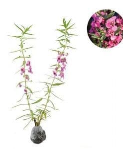 Kumpulan Nama Bunga Lengkap (Dari A-Z) Beserta Gambar dan Penjelasannya ...