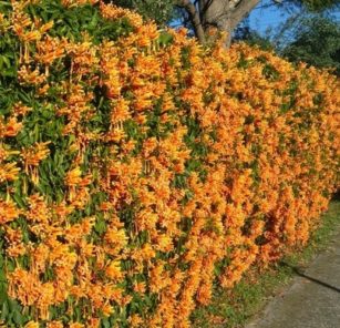 Jenis Tanaman Hias Merambat | Bibit Online