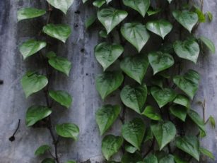 Jenis Tanaman Hias Merambat | Bibit Online