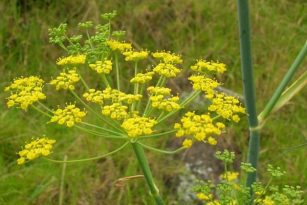 Jenis Tanaman Obat Lengkap (Dari A-Z) Beserta Gambar dan Khasiatnya ...