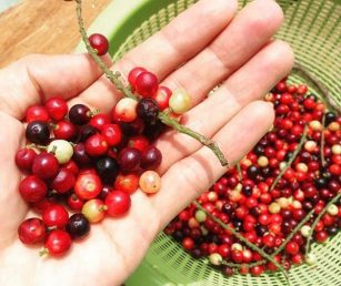 Jenis Tanaman Obat Lengkap (Dari A-Z) Beserta Gambar dan Khasiatnya ...