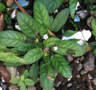 Jenis Tanaman Obat Lengkap (Dari A-Z) Beserta Gambar dan Khasiatnya ...