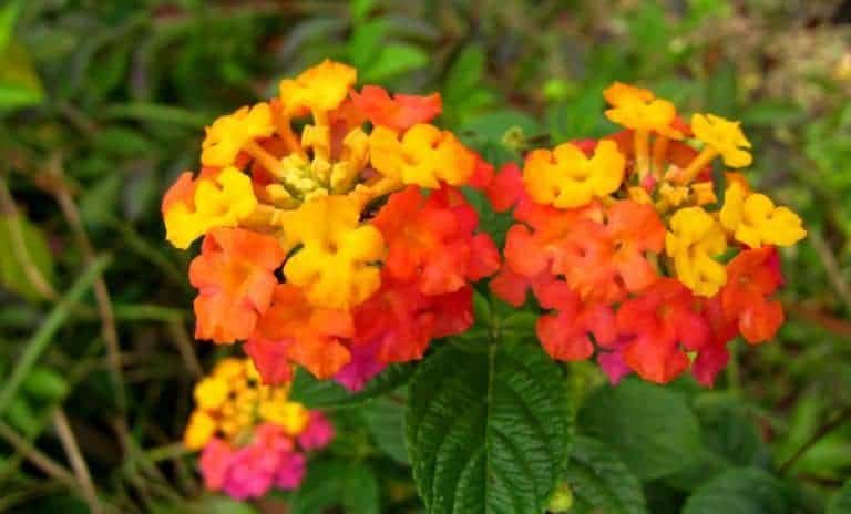 Tanaman Obat dan Khasiatnya | Bibit Online